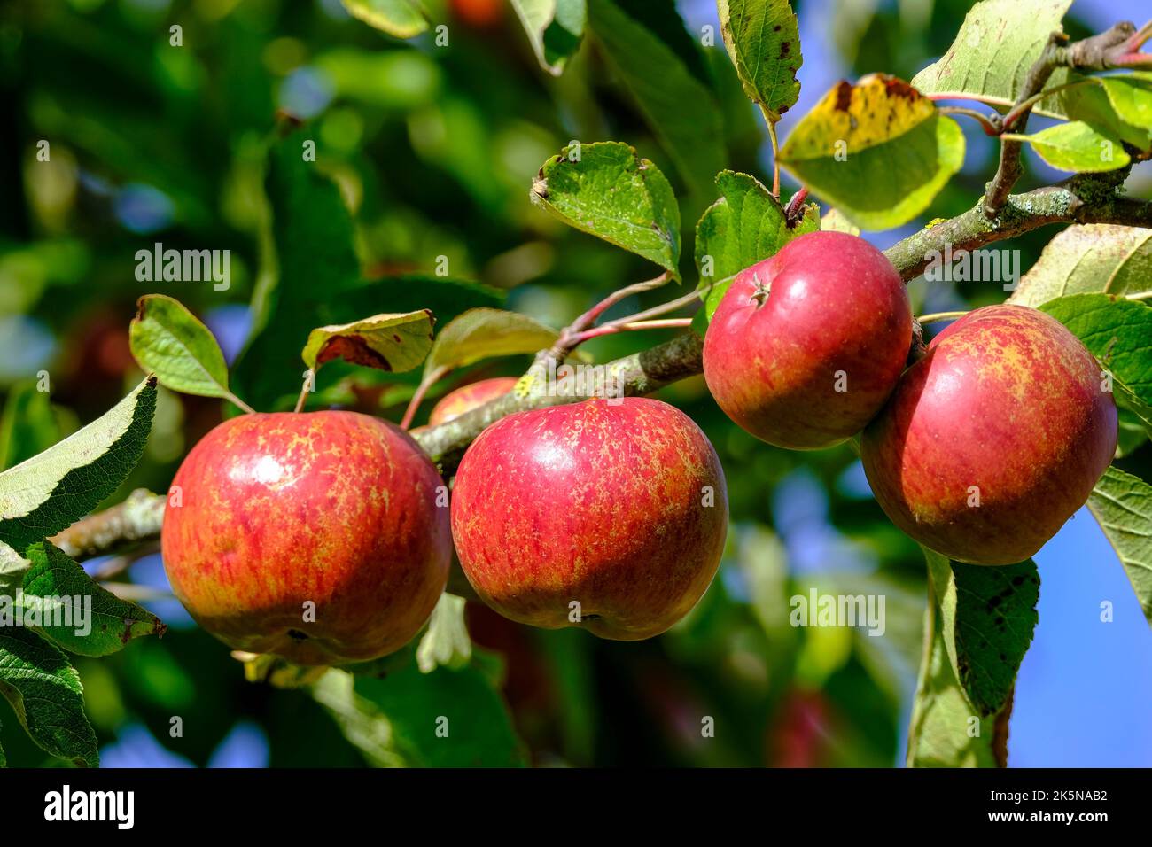Frankreich, Normandie, Le Rozel, 18.09.2022: reife, rote, biologisch ...
