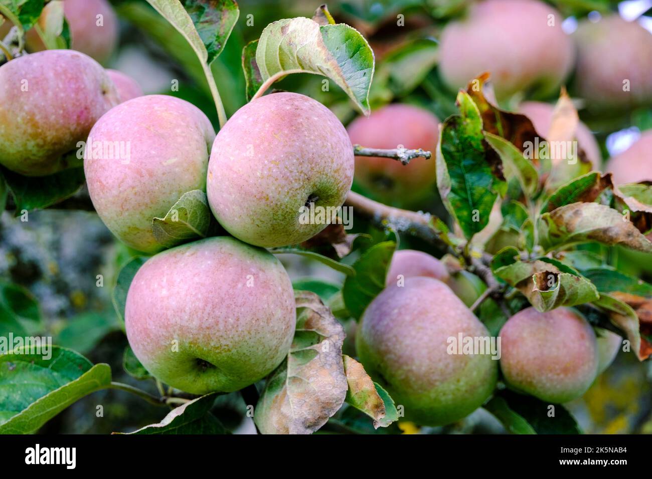 Frankreich, Normandie, Le Rozel, 18.09.2022: reife, blassrote ...