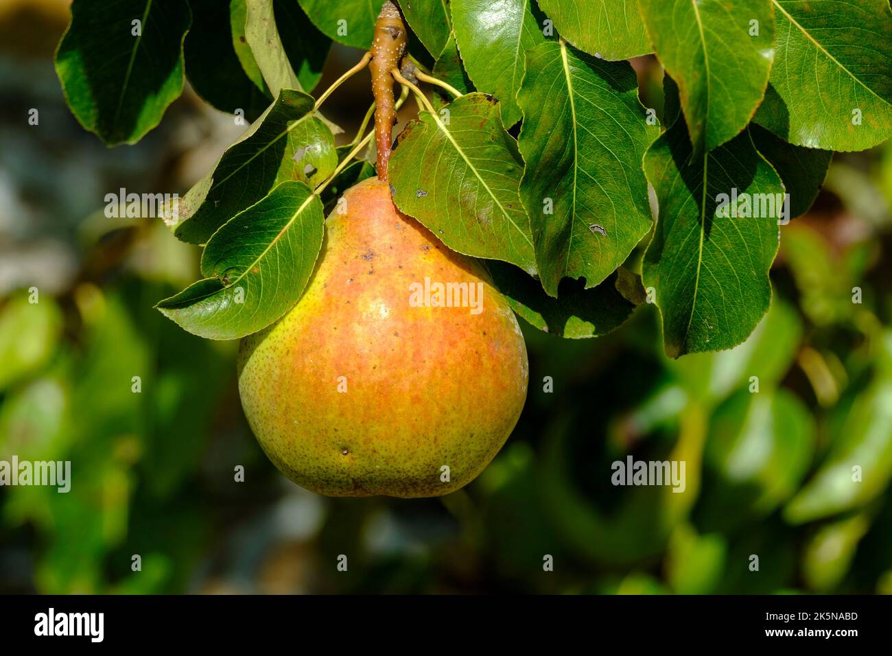 Frankreich, Normandie, Le Rozel, 18.09.2022: reife, biologisch ...