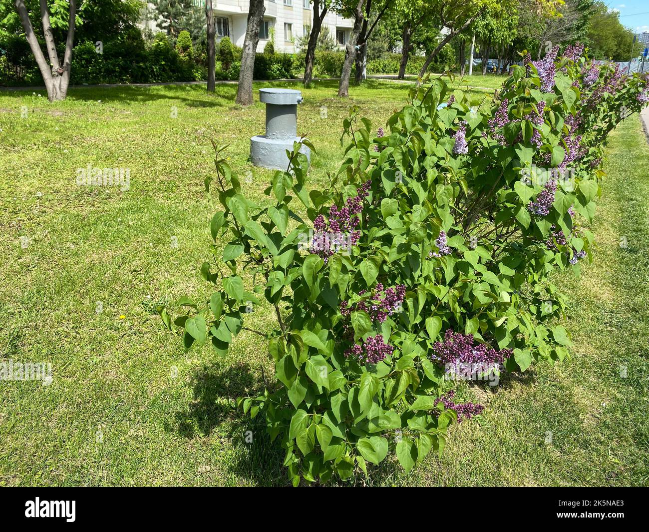 lilac at spring on leaf background Stock Photo - Alamy