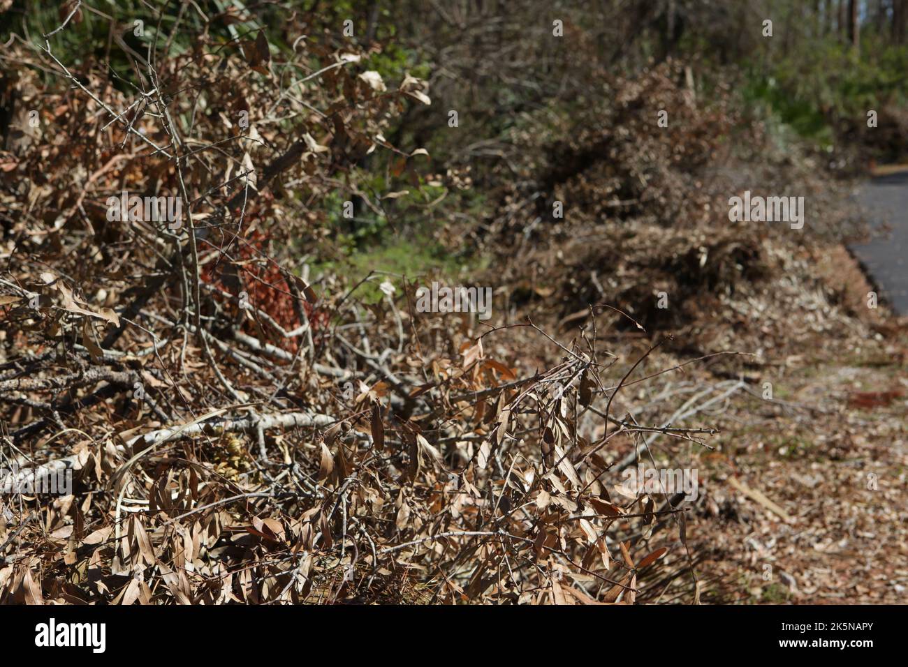 Brittle branches hi-res stock photography and images - Alamy