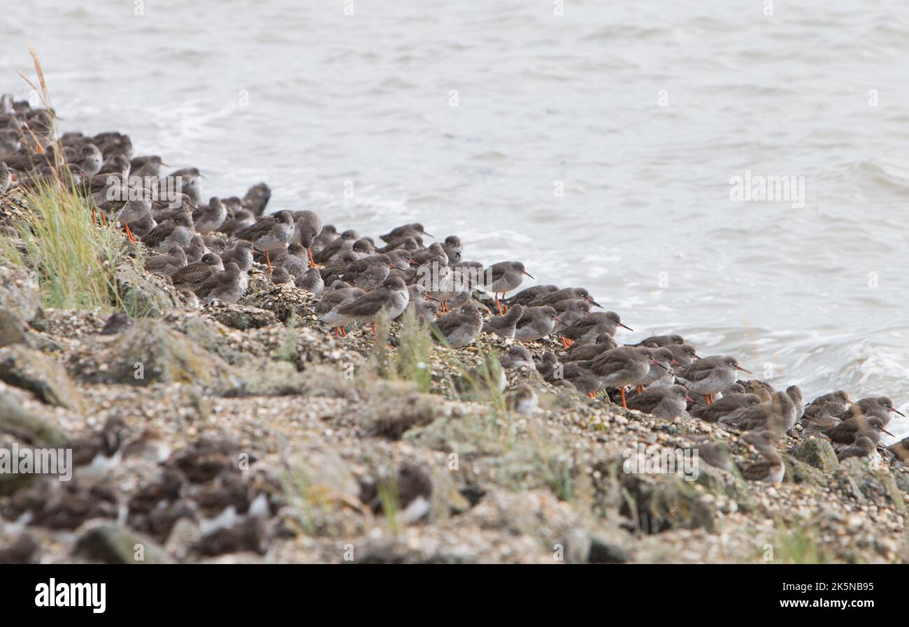 Waders birdlife hi-res stock photography and images - Alamy