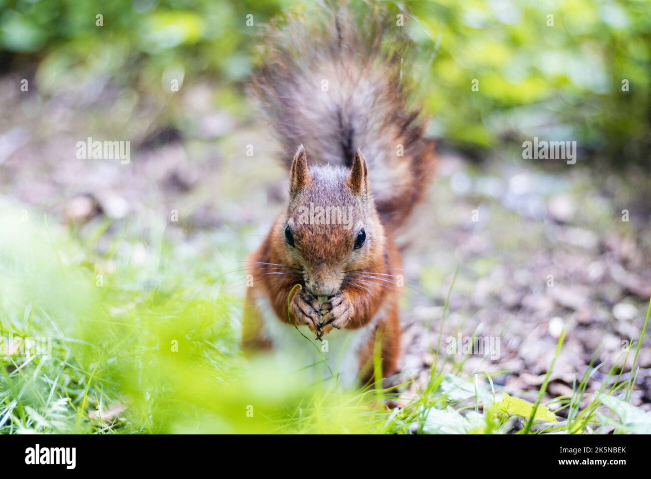A closeup of a Sciurus vulgaris ognevi (Central Russian Squirrel ...