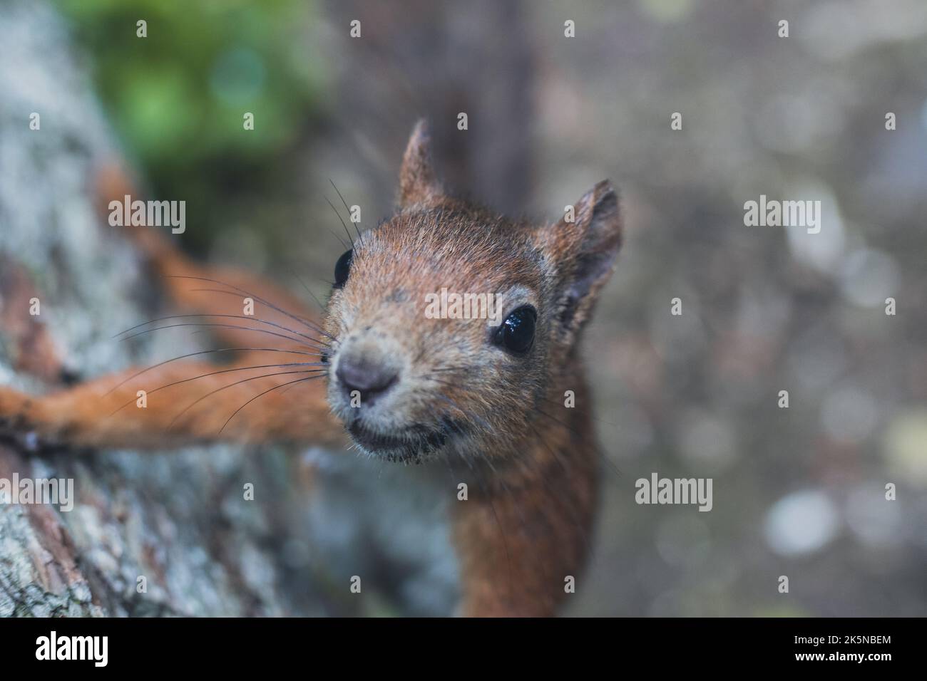 Russian squirrel hi-res stock photography and images - Alamy