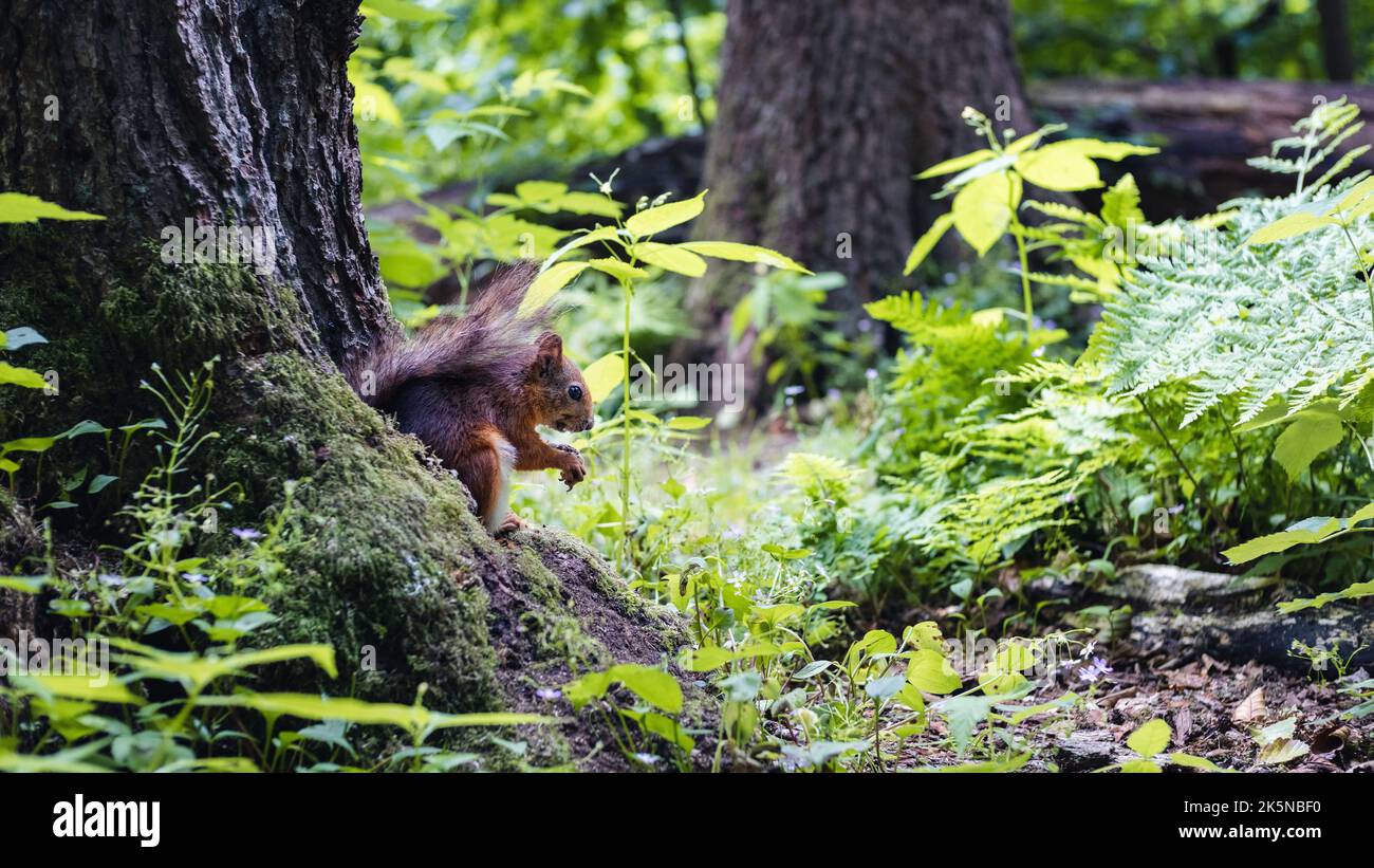 Russian squirrel hi-res stock photography and images - Alamy