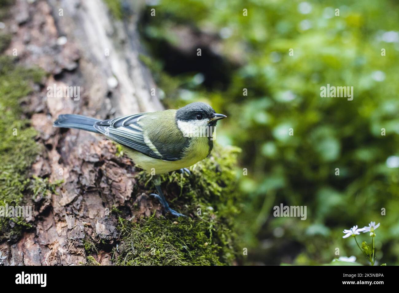 A closeup of great tit bird perched on a tree trunk covered in moss in ...