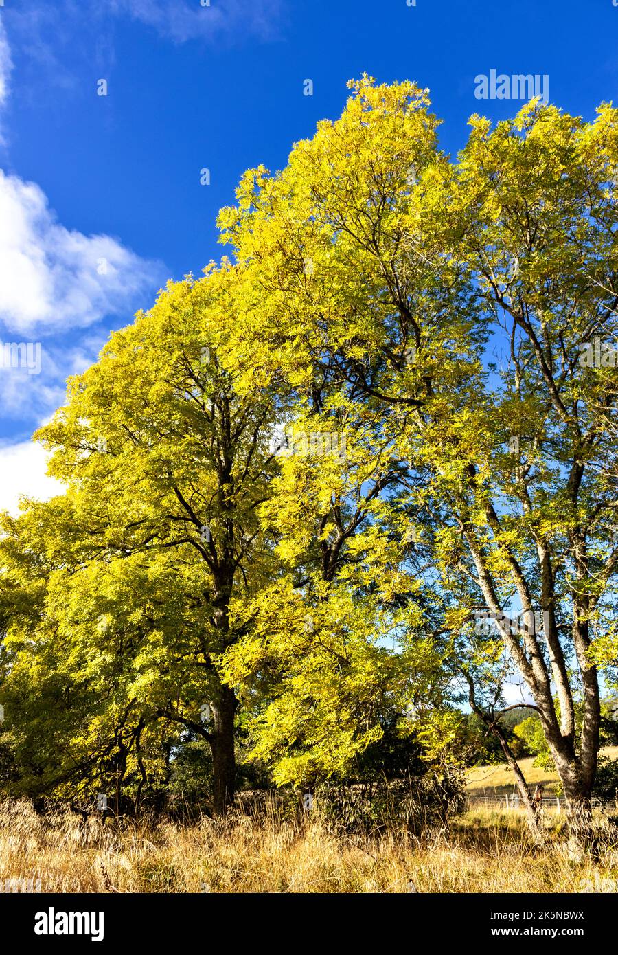 Yellow ash tree hi-res stock photography and images - Alamy