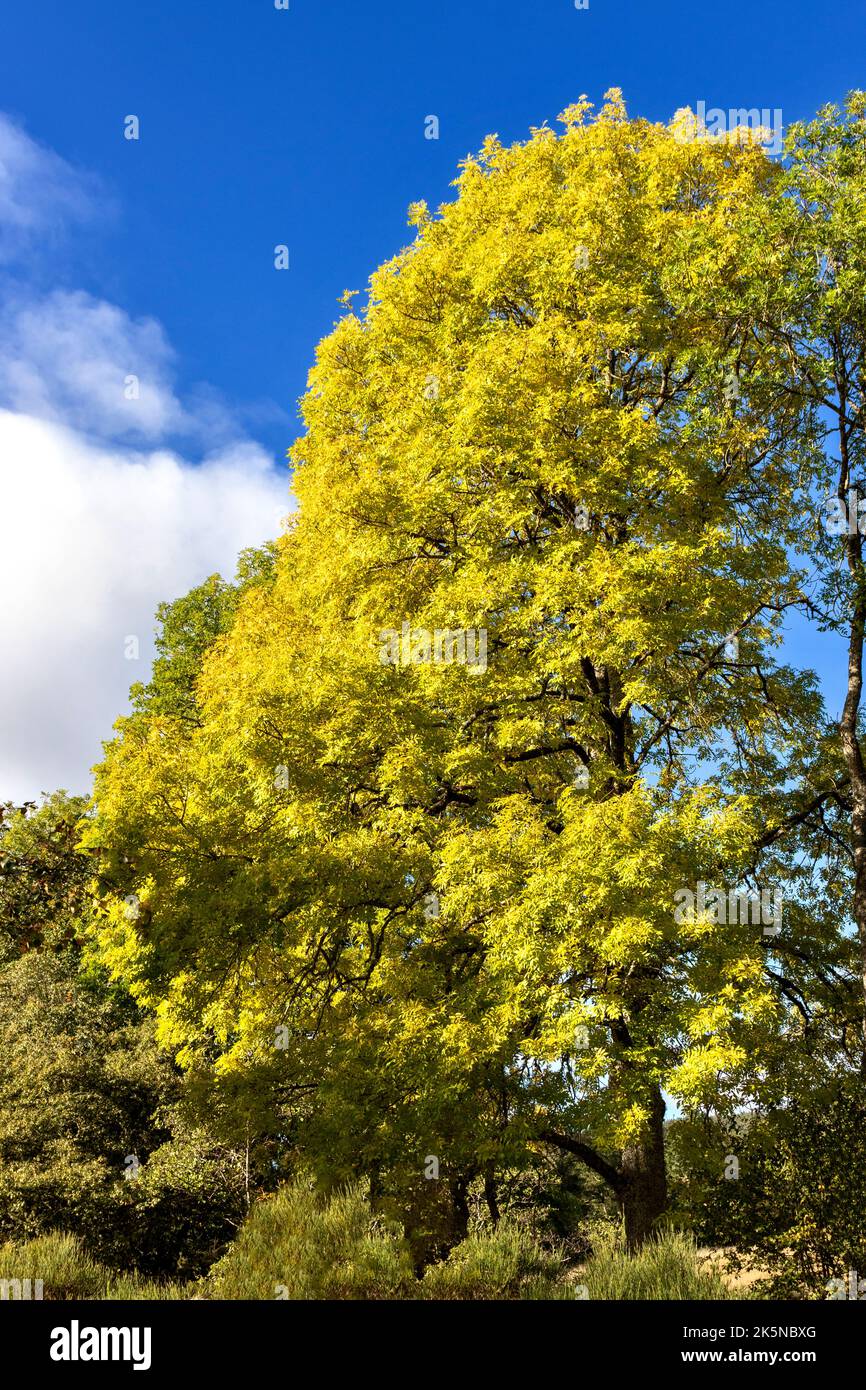 Ash trees autumn hi-res stock photography and images - Alamy