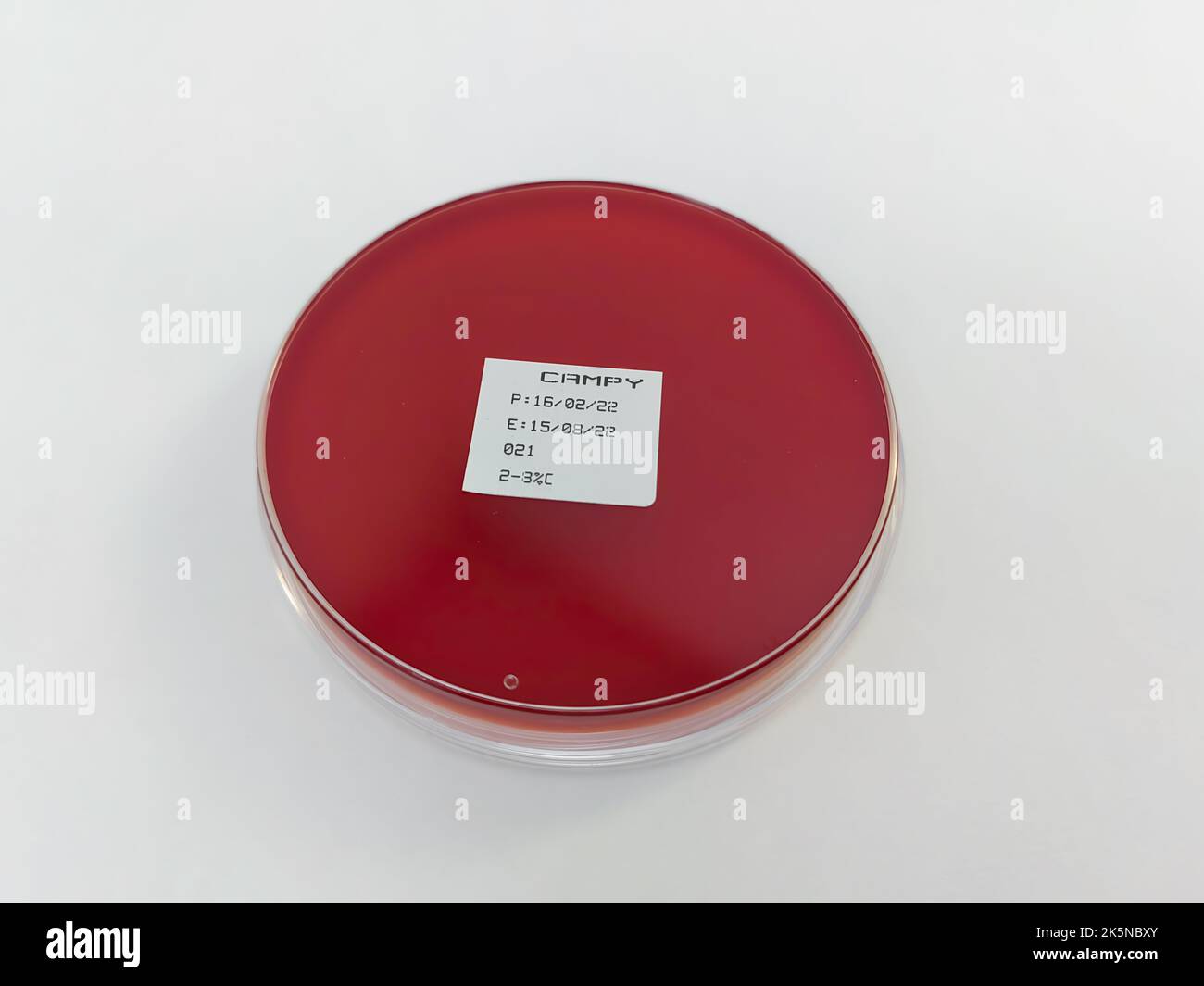 A campy-blood agar plate displayed on a white surface Stock Photo - Alamy