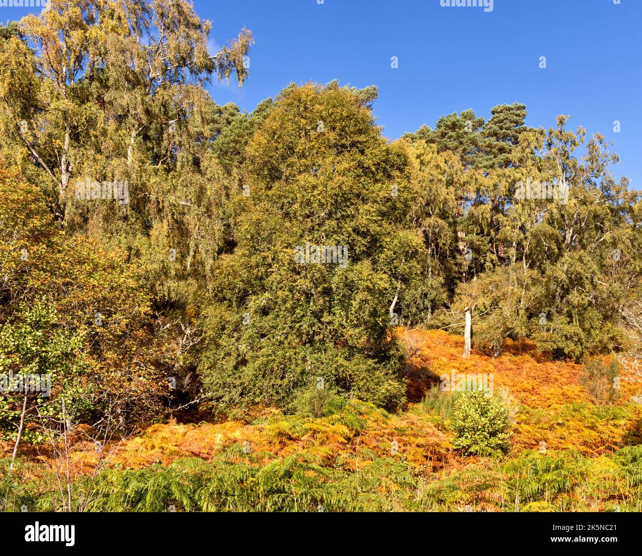 Bracken nature plant scotland hi-res stock photography and images - Alamy