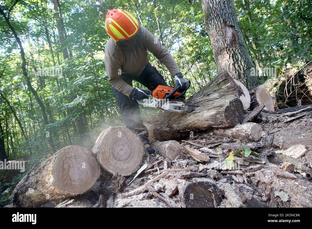 Berlin, Germany. 09th Oct, 2022. An employee of Berliner Forsten saws ...