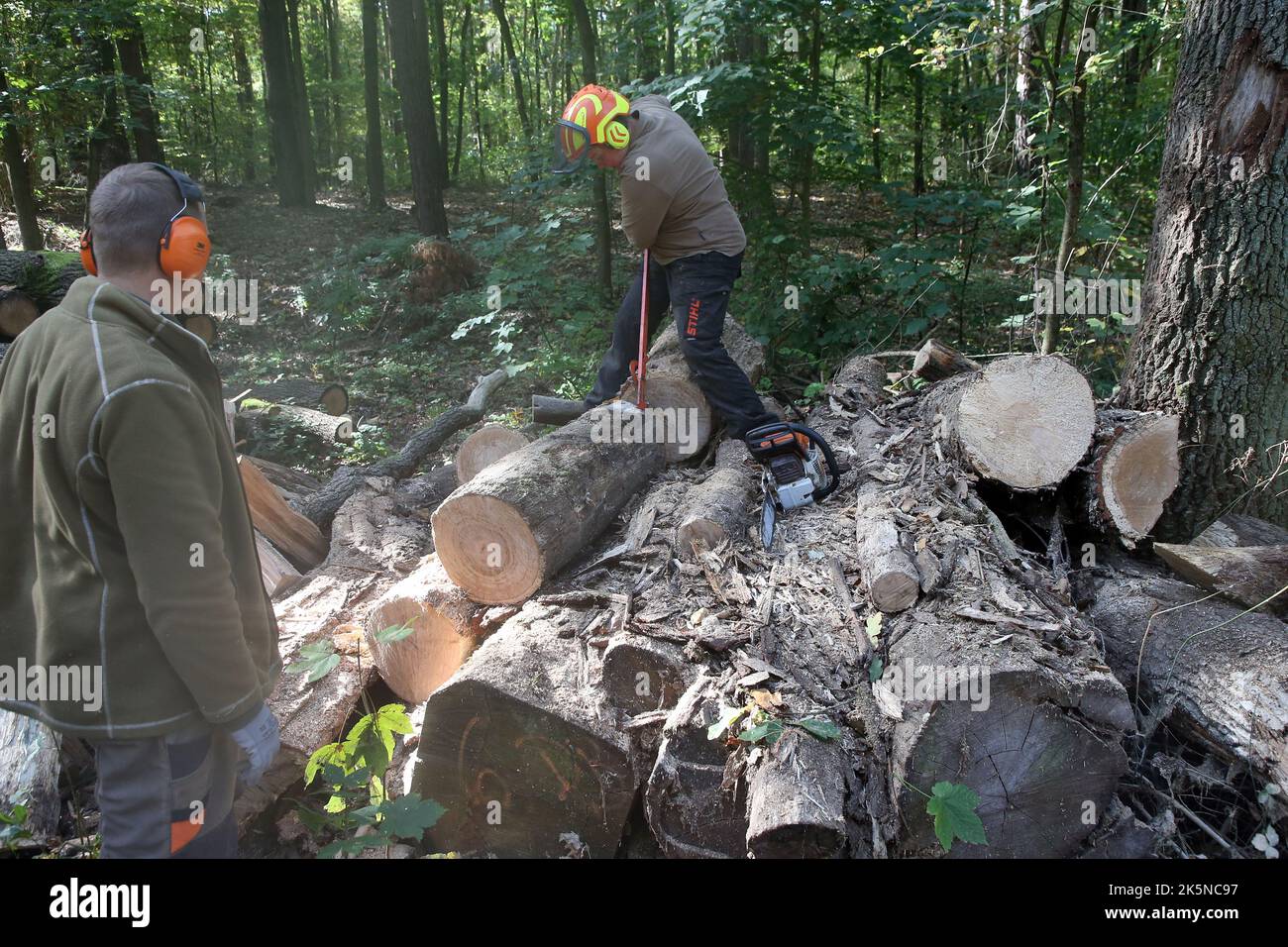 Berlin, Germany. 09th Oct, 2022. An employee of Berliner Forsten saws ...
