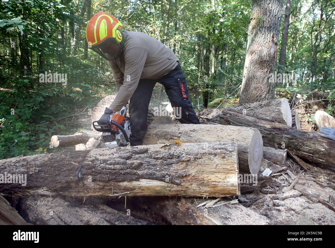 Berlin, Germany. 09th Oct, 2022. An employee of Berliner Forsten saws ...