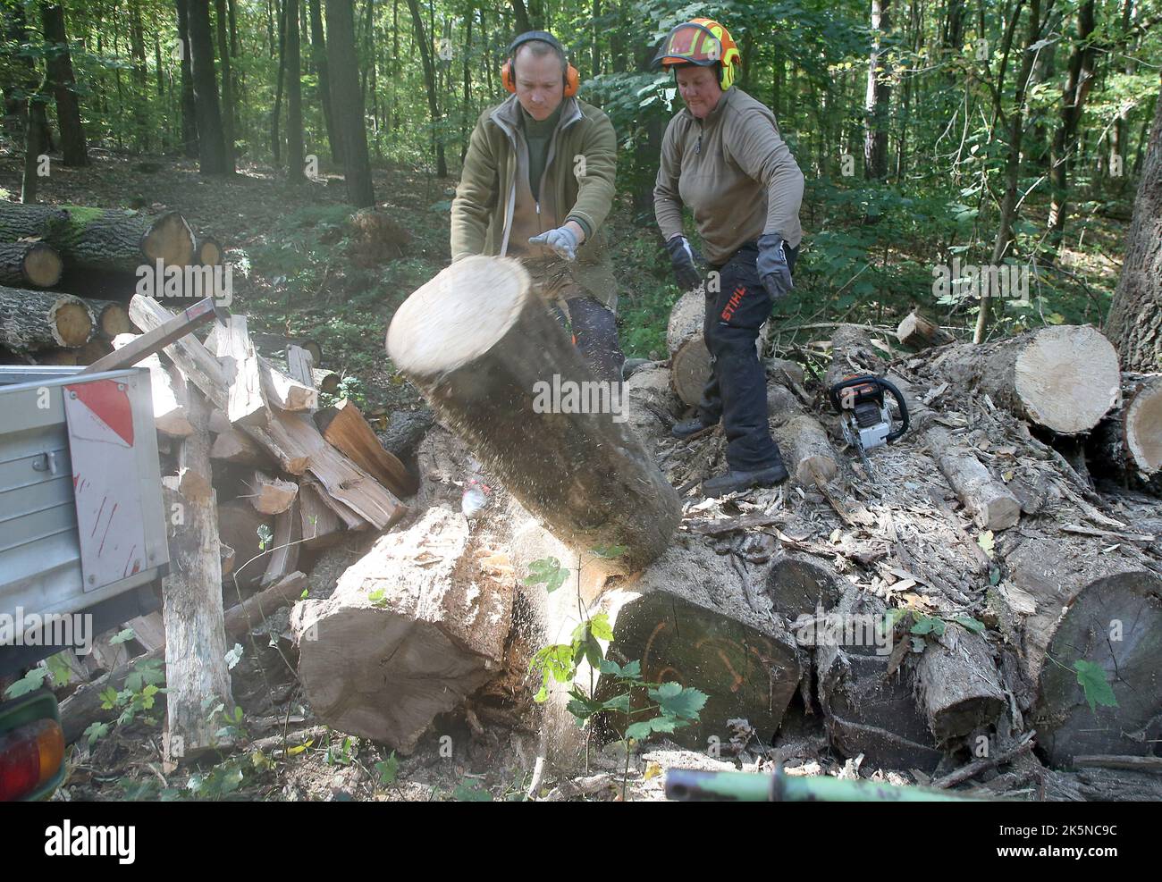 Berlin, Germany. 09th Oct, 2022. Employees of Berliner Forsten saw old ...