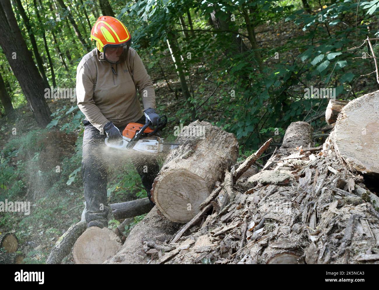 Berlin, Germany. 09th Oct, 2022. An employee of Berliner Forsten saws ...