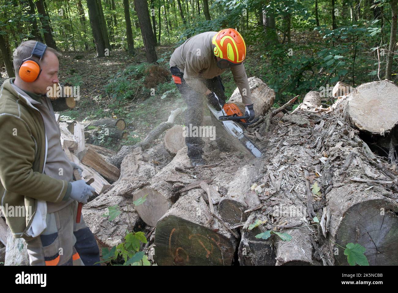 Berlin, Germany. 09th Oct, 2022. An employee of Berliner Forsten saws ...