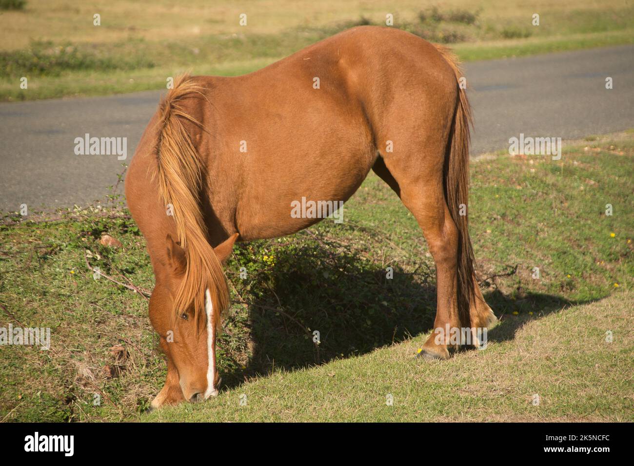 New Forest Ponies pony Stock Photo - Alamy