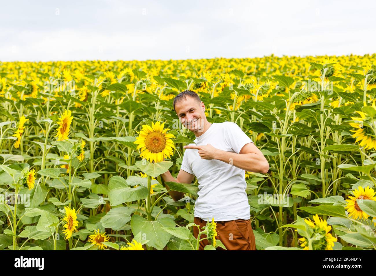 Successful Ukrainian Farmer in a sunflower field. farmer man is ...