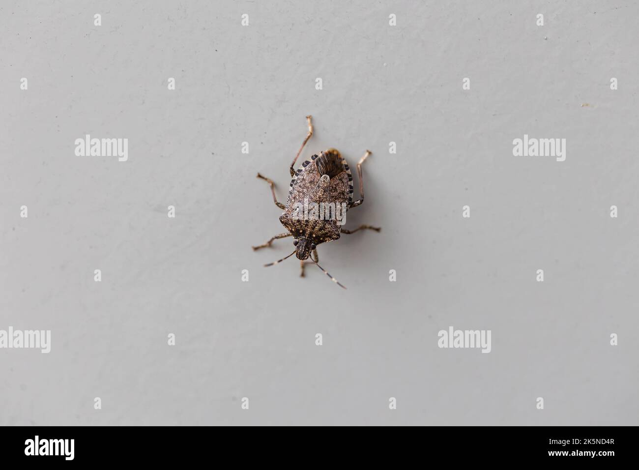 Sink bug on side of building Stock Photo - Alamy