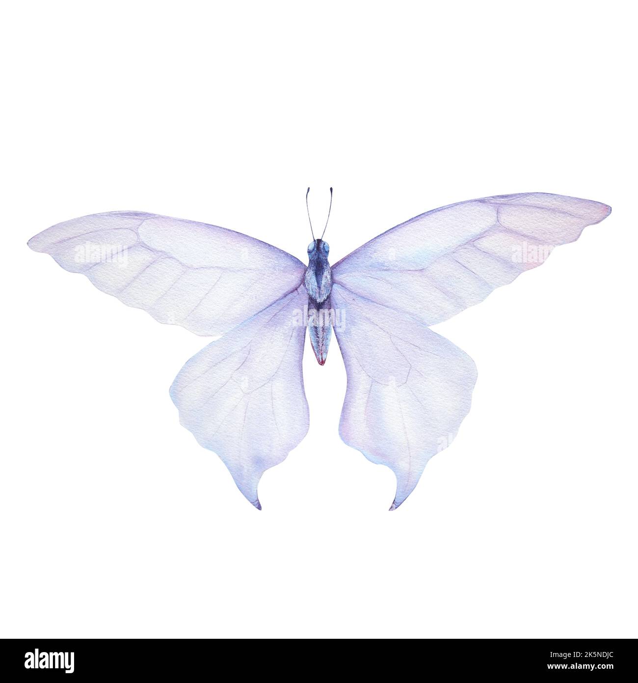 Watercolor illustration of tender blue-violet butterfly Stock Photo - Alamy