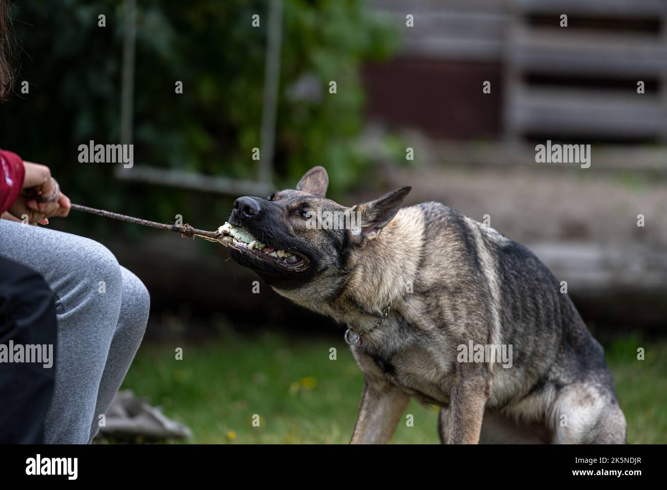 A young happy German Shepherd plays tug with a ball. Sable colored ...