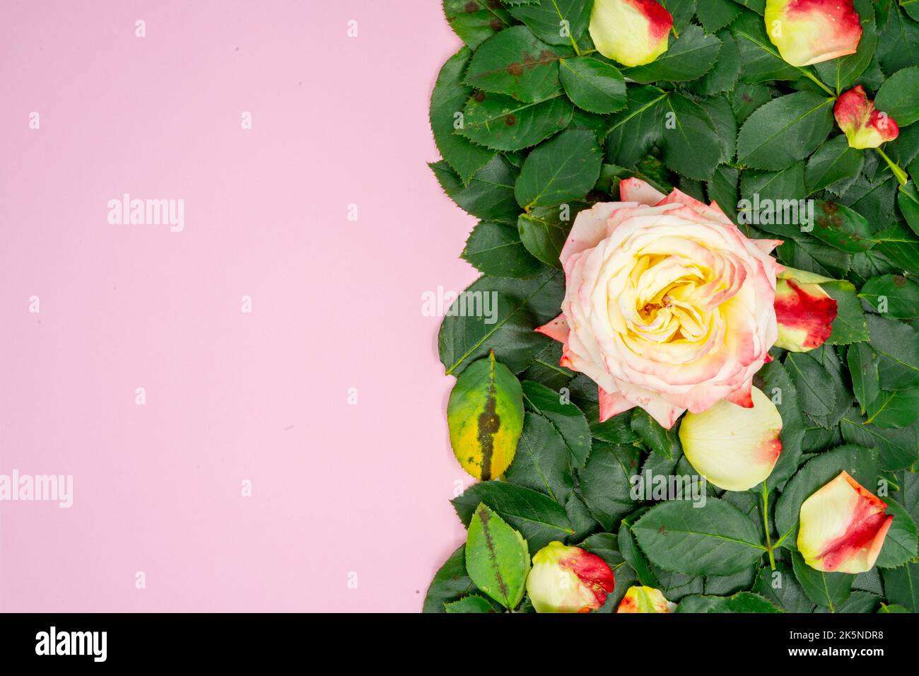 Creative layout made of rose flower and leaves on the table with ...