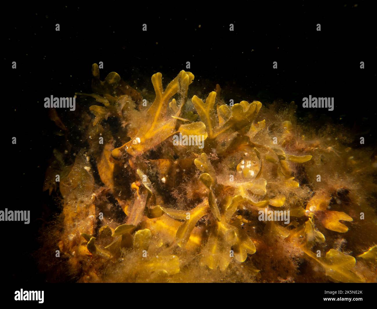 Rock is covered with names hi-res stock photography and images - Alamy