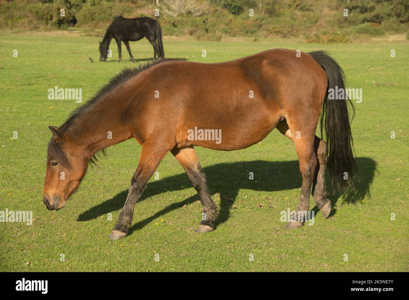 New Forest Ponies pony Stock Photo - Alamy