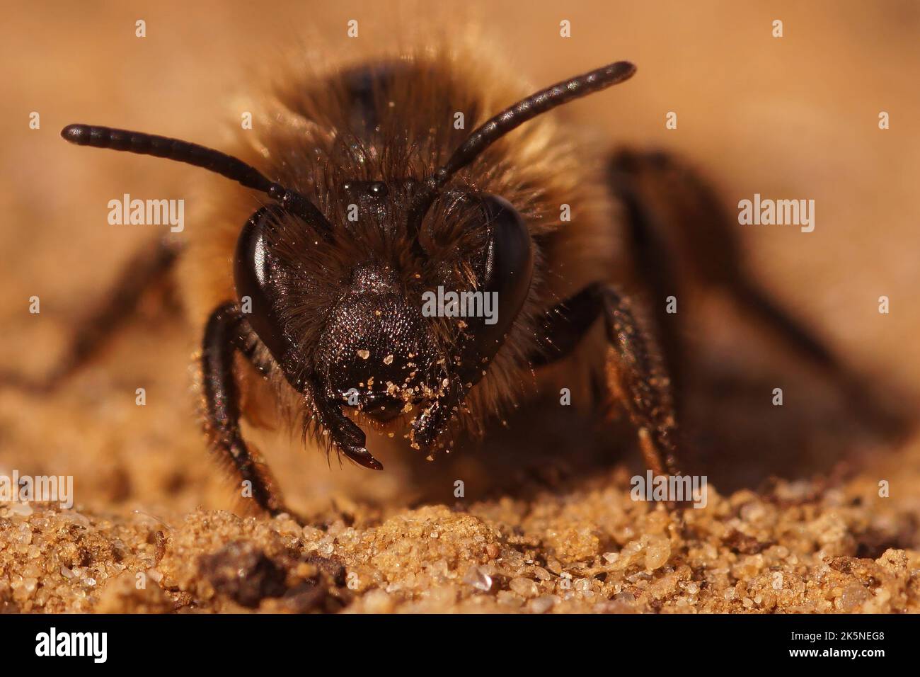 Cellophane bee hi-res stock photography and images - Alamy