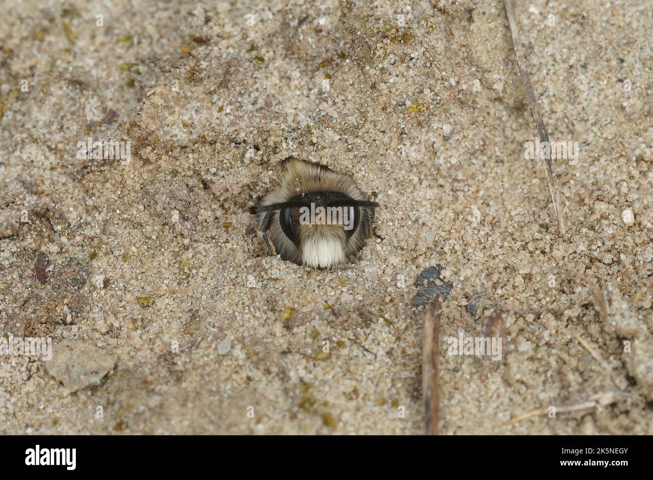 Detailed closeup on a male Early cellophane bee, Colletes cunicularius ...