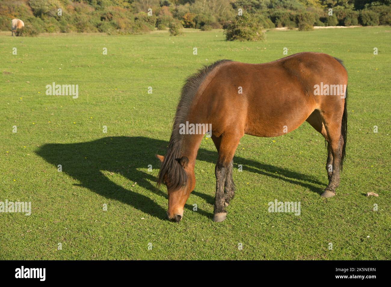New Forest Ponies pony Stock Photo - Alamy