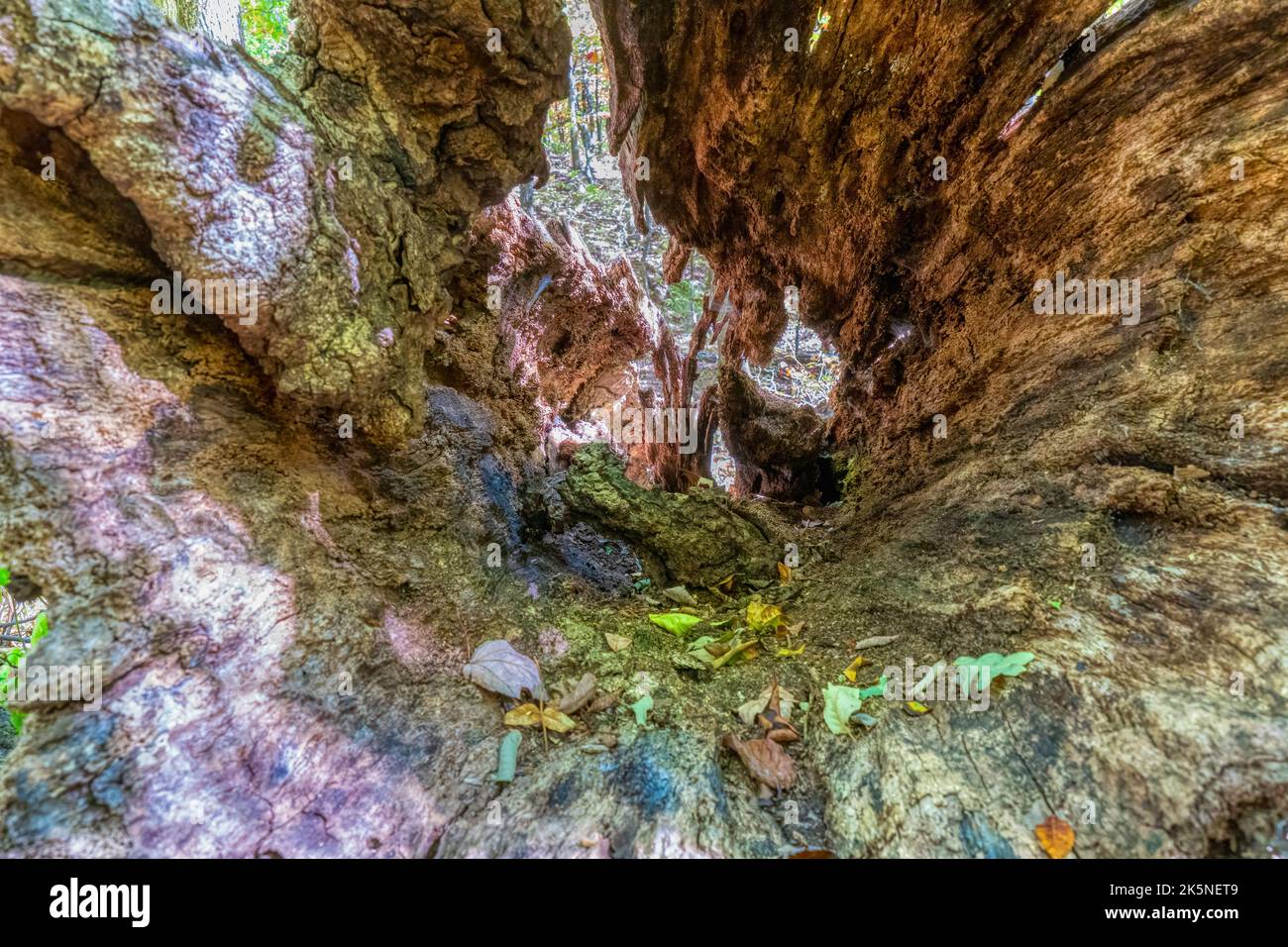 Trout Inside Hollow Log