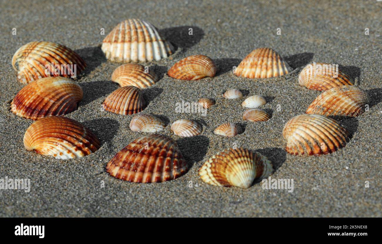 shells of various sizes with orange coloring and raised lines on the ...