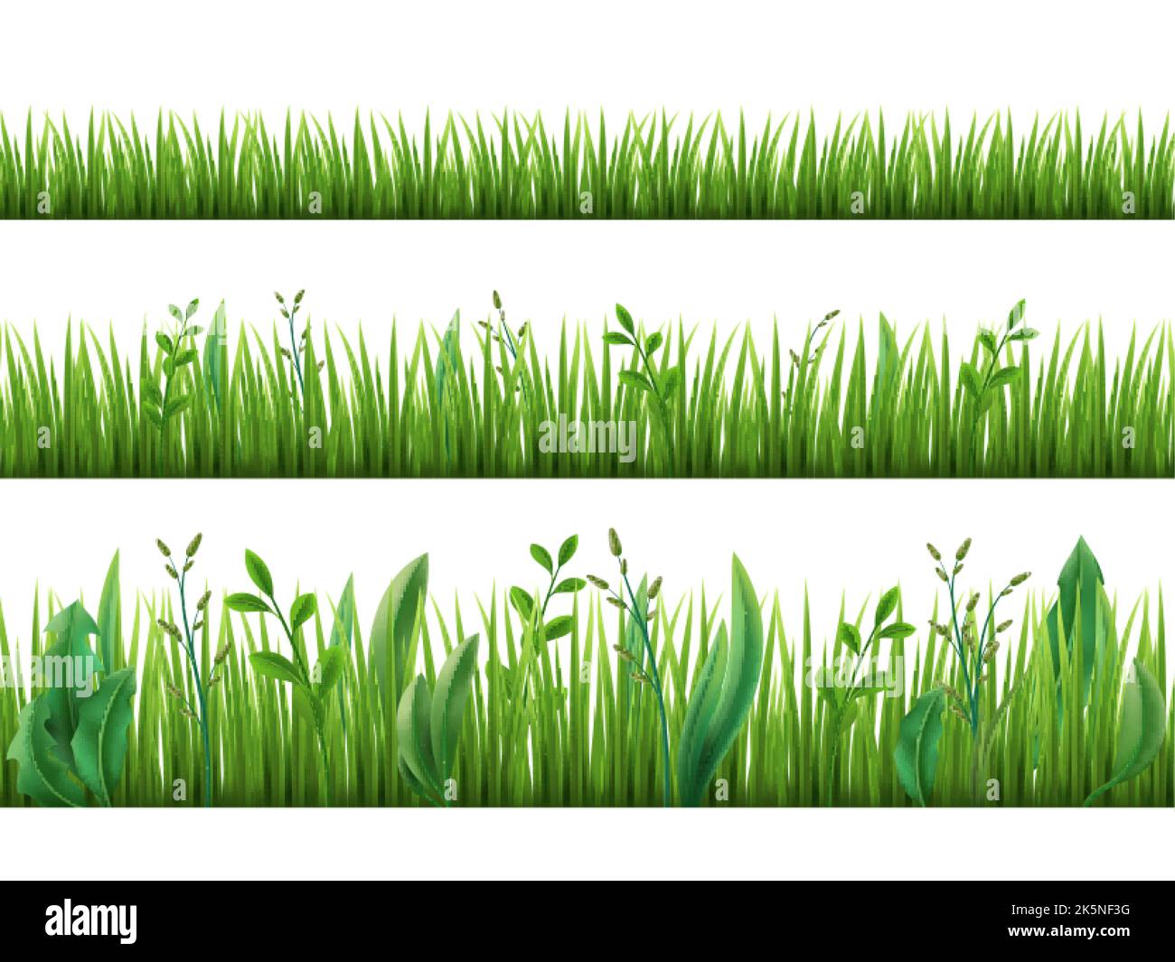 Realistic grass growth. Different stages green plants growing, fresh ...