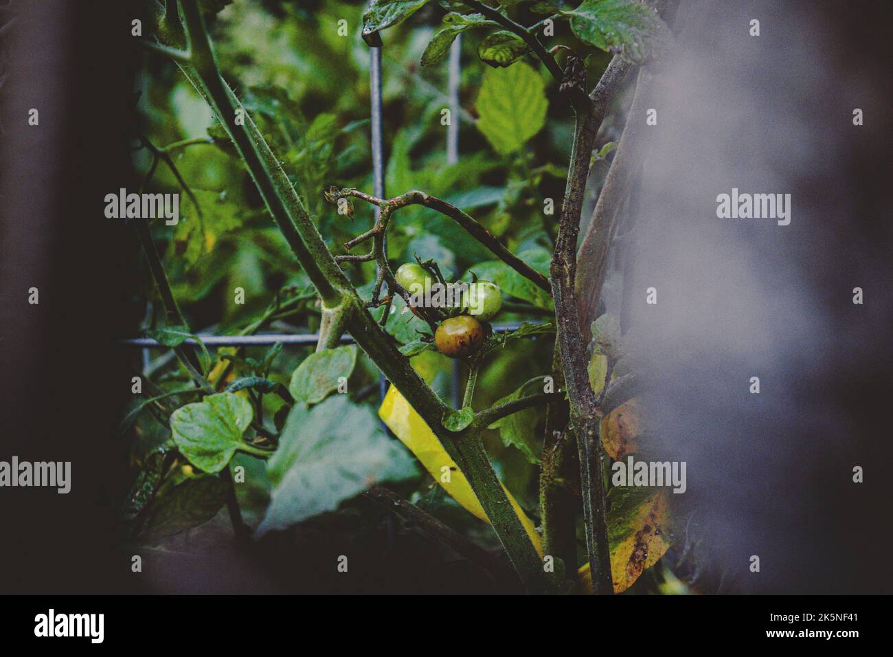 A tomato plant with khaki colored small tomatoes around mount Rainier ...