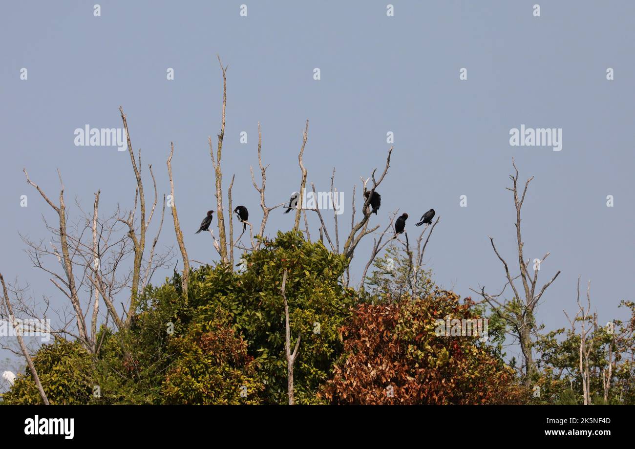 many Crows perched on the branches of an uninhabited island Stock Photo ...