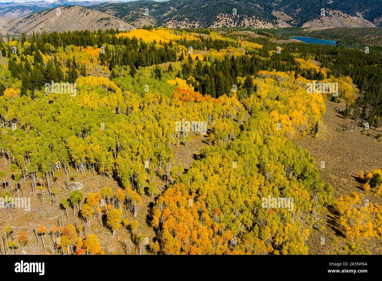 Idaho wilderness aspen grove in hi-res stock photography and images - Alamy