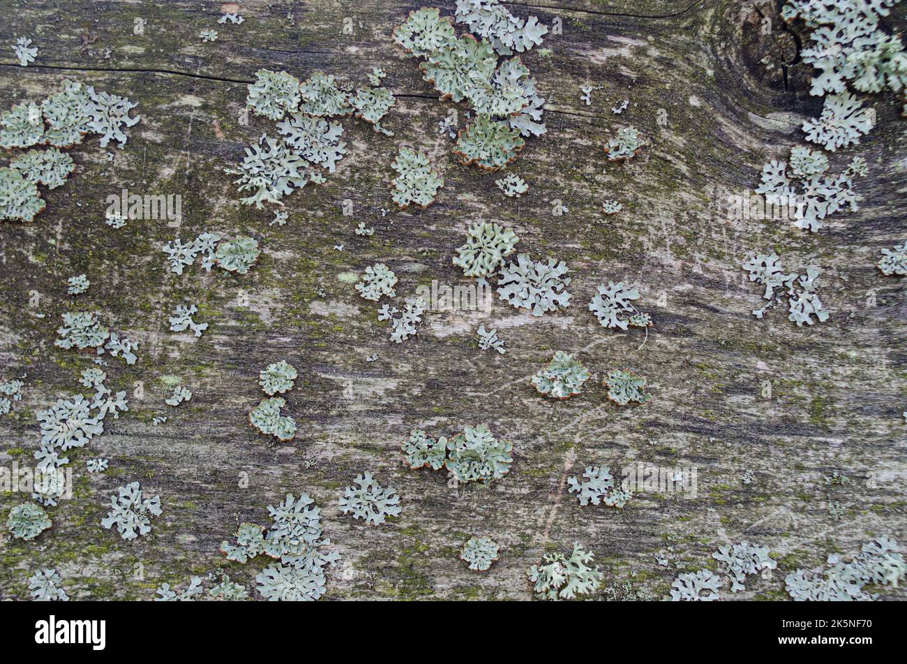 wooden background pattern for crafts or abstract art texture wooden ...