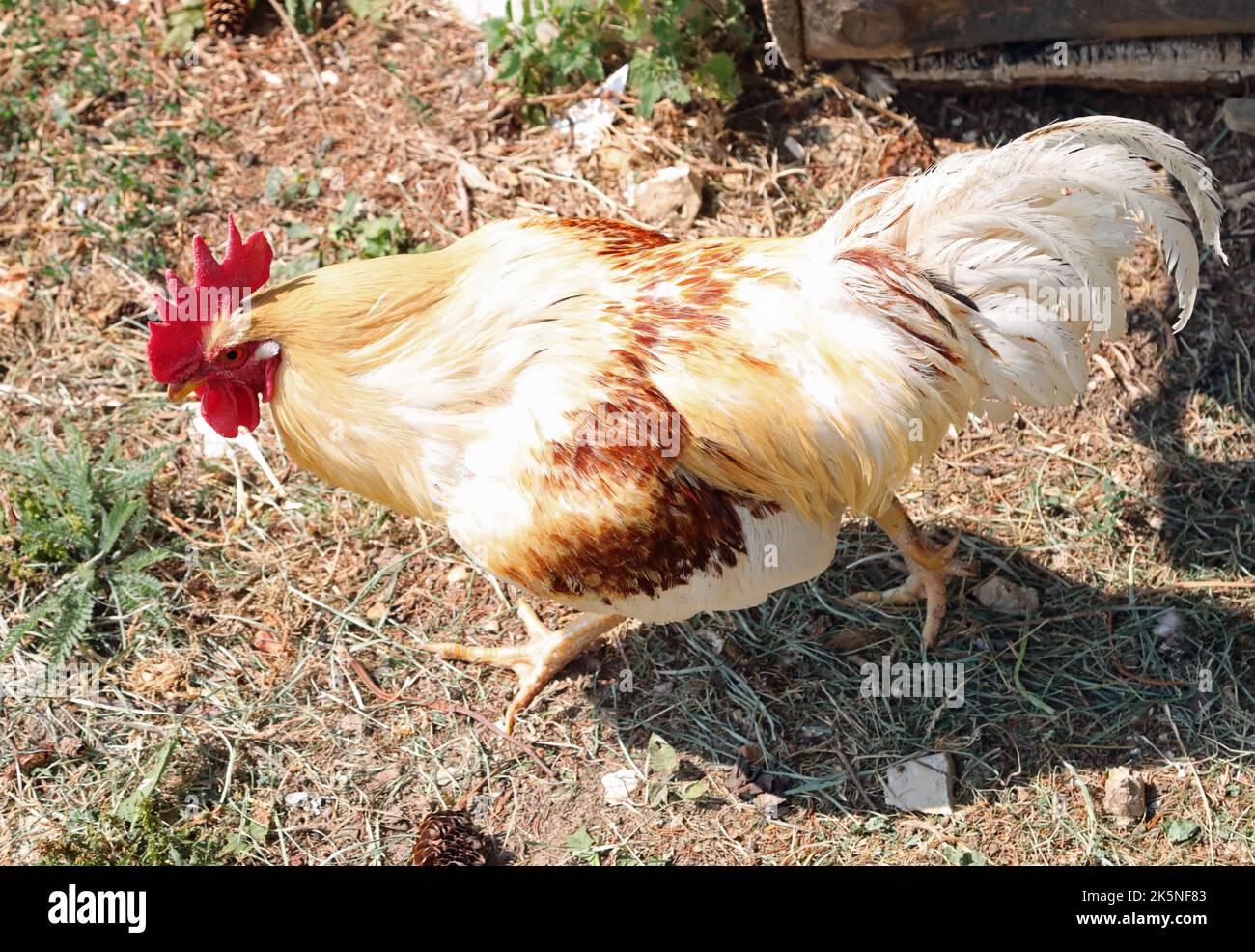 free range large rooster with red crest on his head in the chicken coop ...