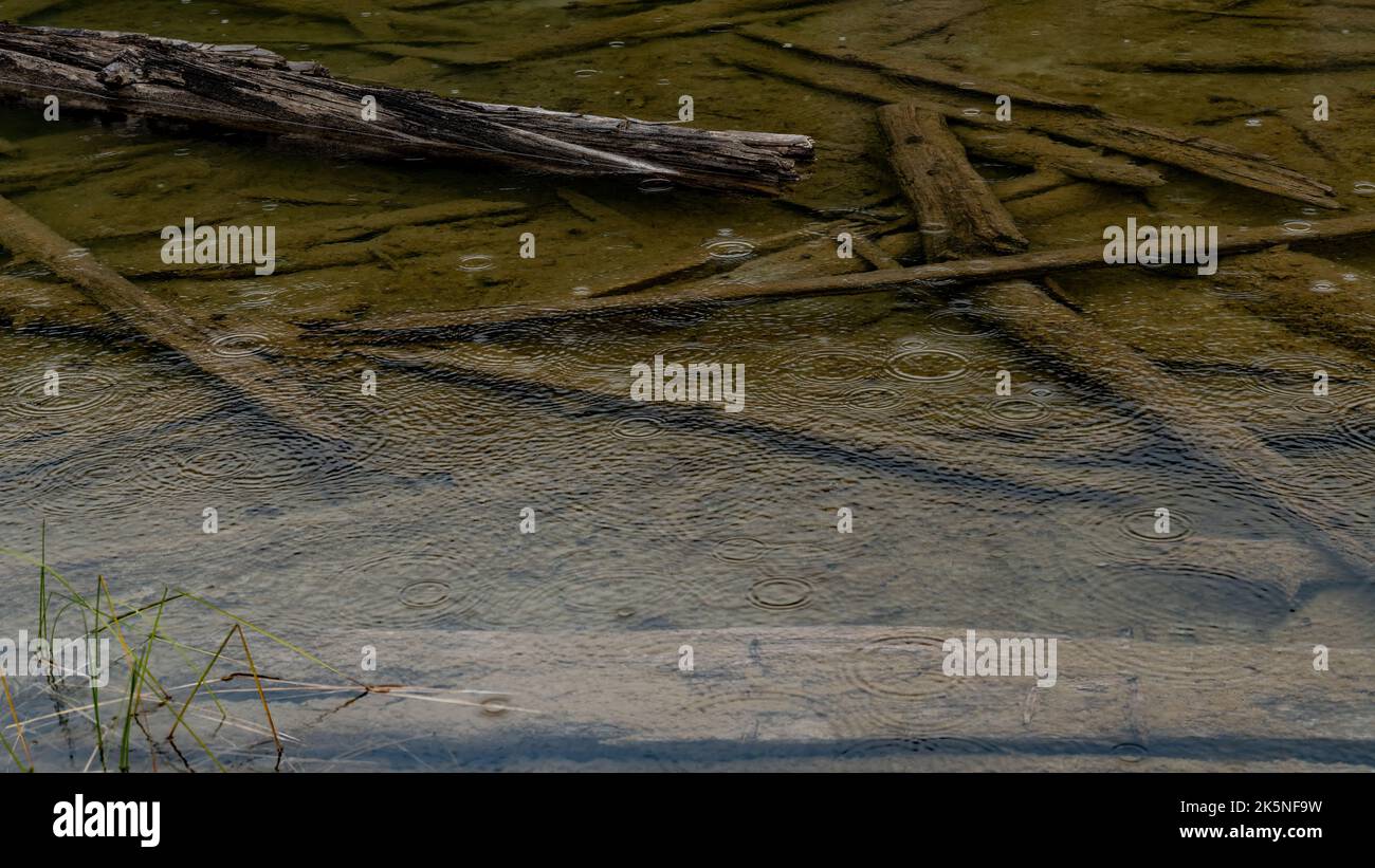 Rain creating rings in the water of a lake Stock Photo - Alamy
