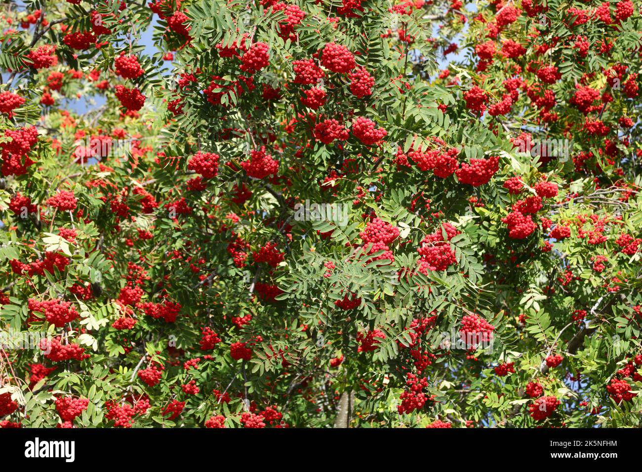 Tree with ripe red berries called Sorbus aucuparia or commonly rowan in ...