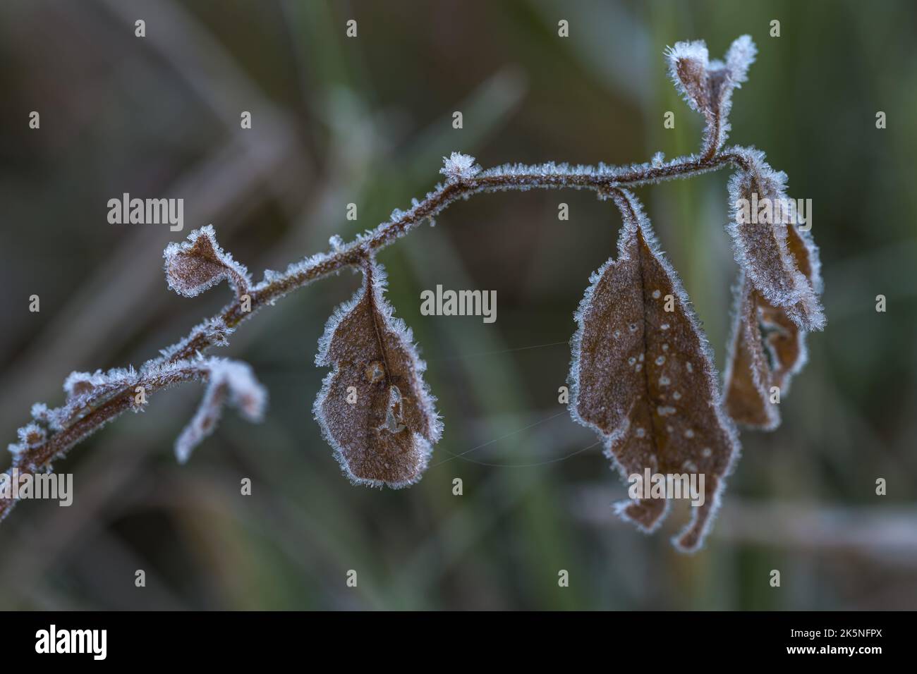 Frost dead plant hi-res stock photography and images - Alamy