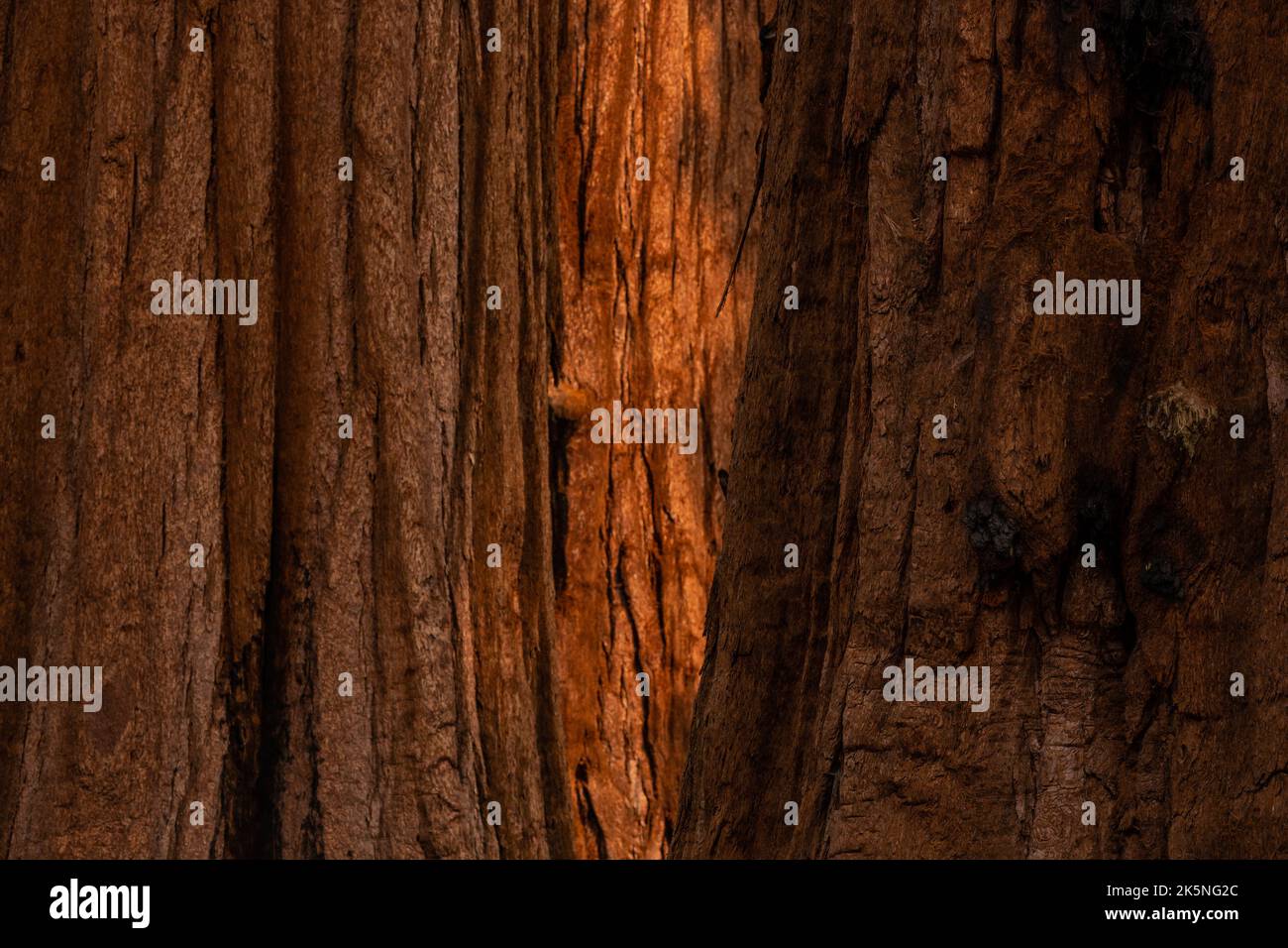 Warm Morning Light and Burn Marks On Layers of Sequoia Tree Bark in ...