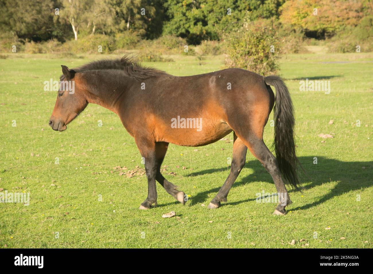New Forest Ponies pony Stock Photo - Alamy