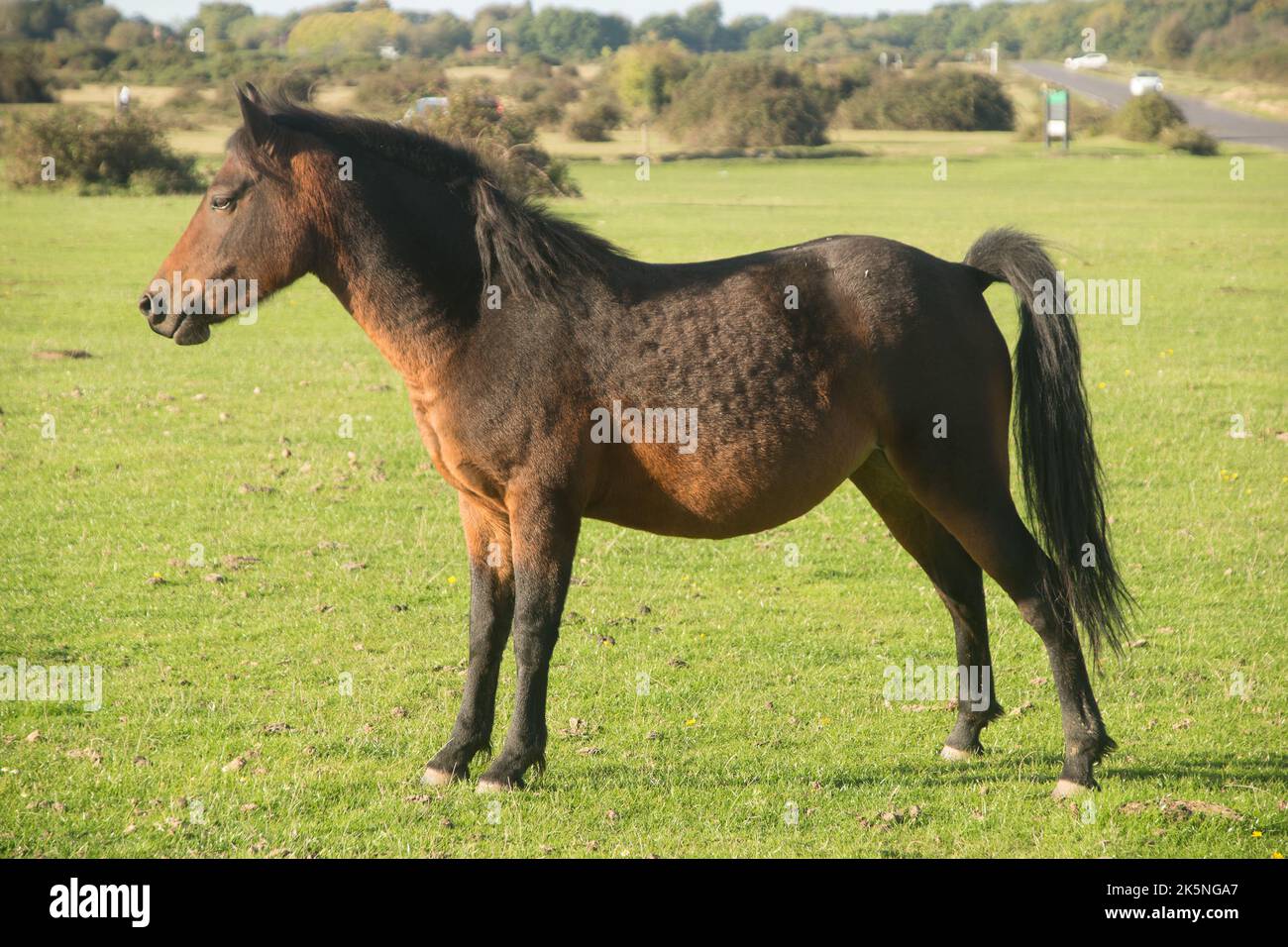 New Forest Ponies pony Stock Photo - Alamy