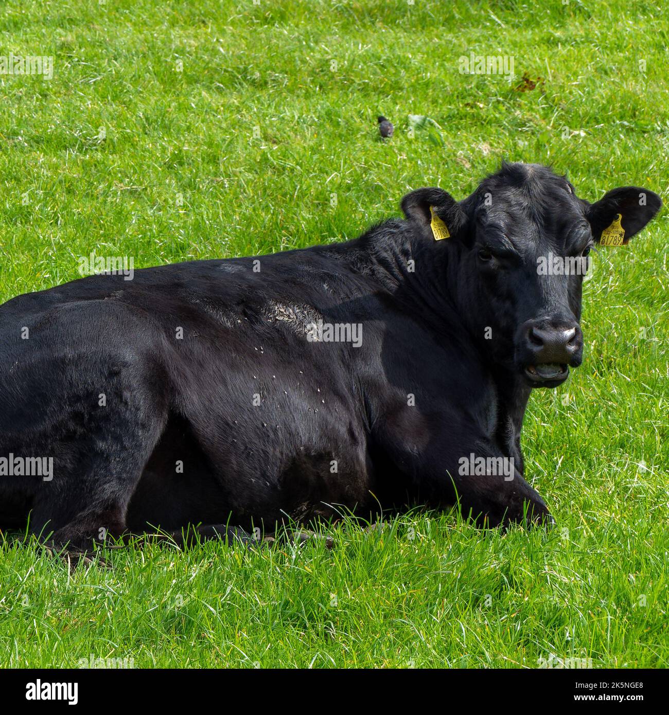 One cow is lying on the green grass. Portrait of a cow. Black cow on ...