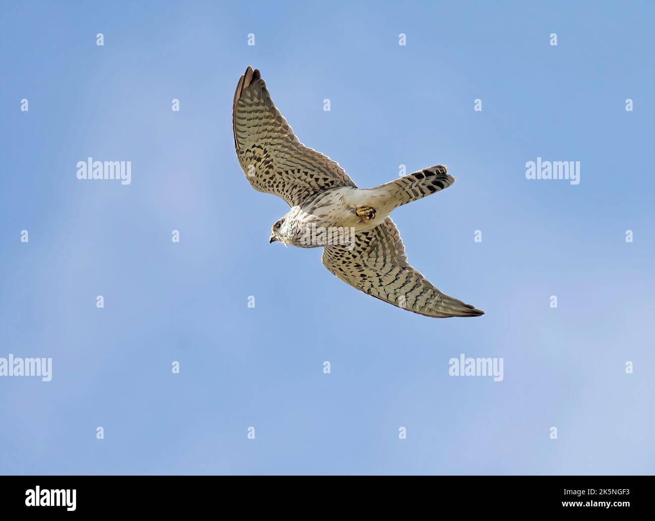 Kestel (Falco tinnunculus) hovering over College Lake, looking for prey ...