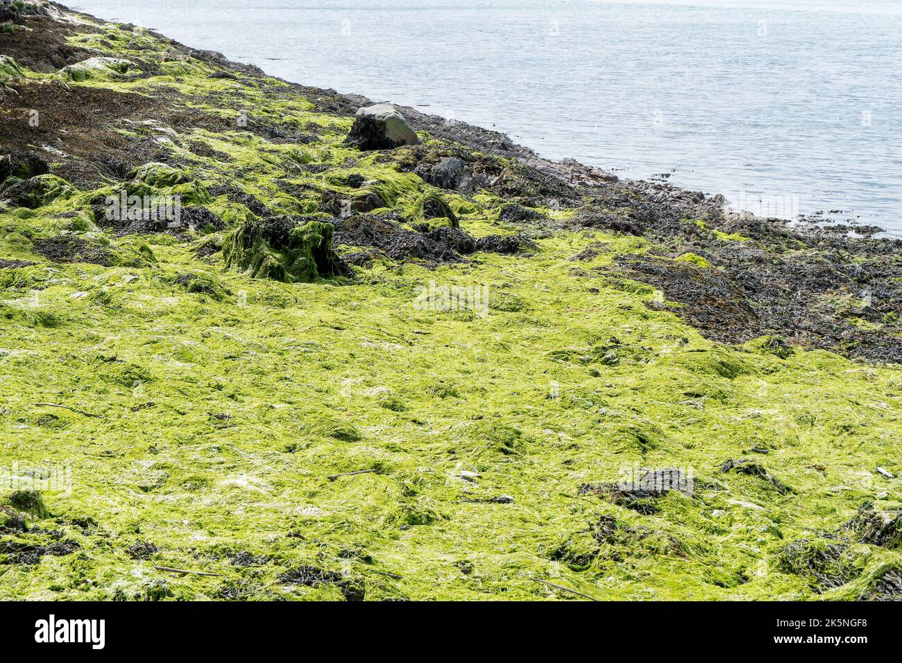 Coastal rocks are covered with algae after low tide, landscape Stock ...