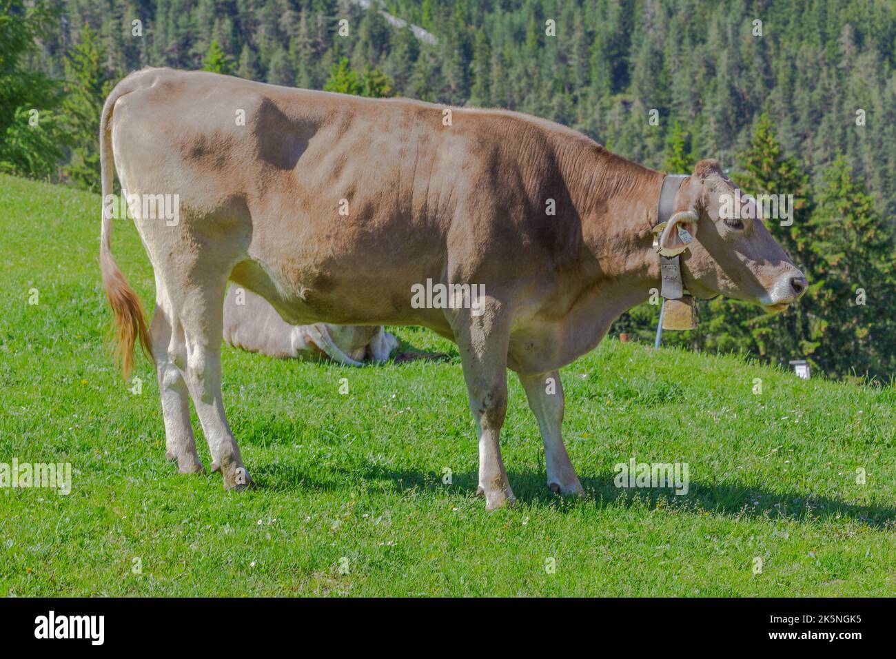 a cow basking in the sun on the alpine meadow in the apls, germany ...