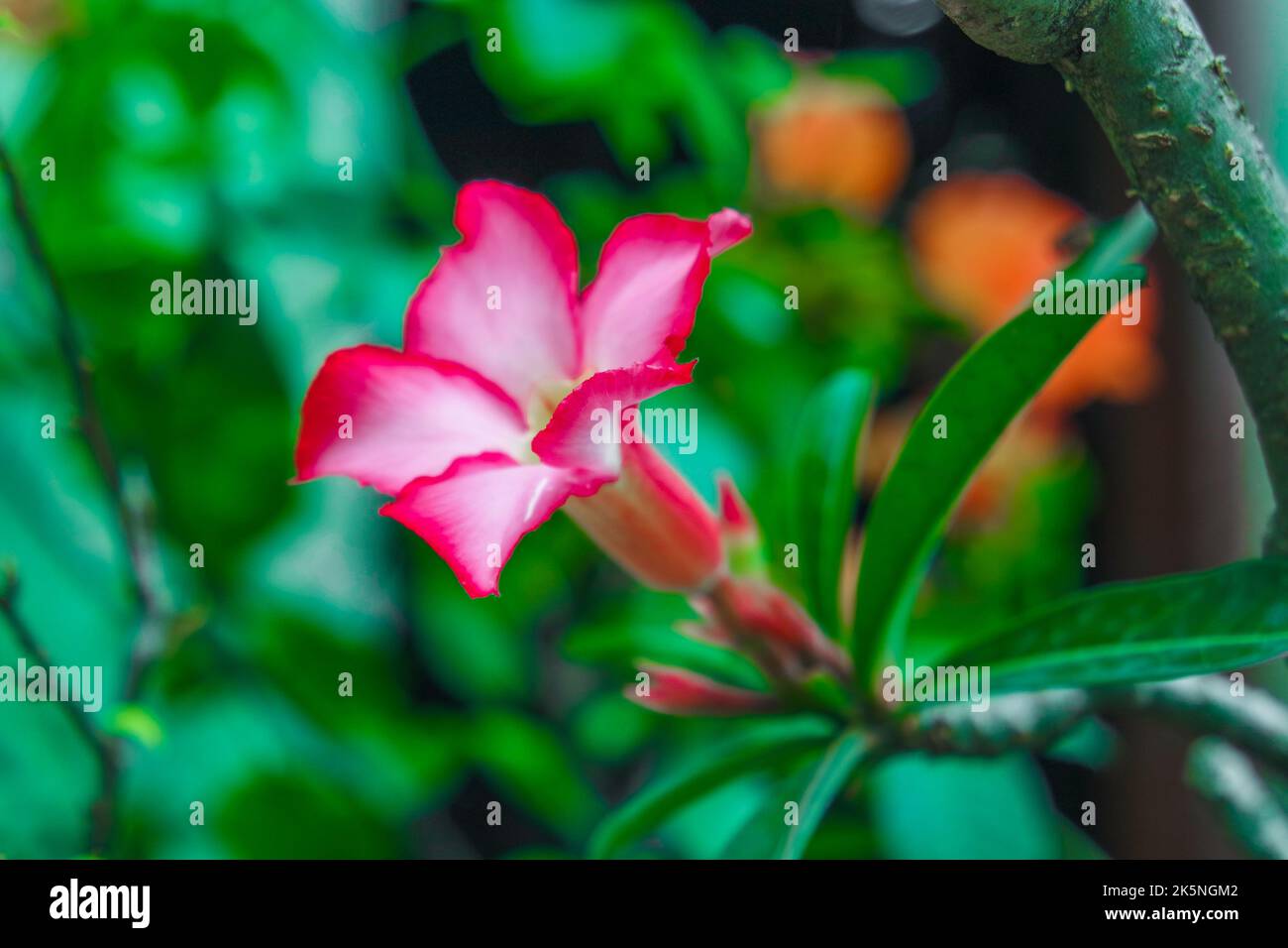 A closeup of Adenium obesum flower growing outdoor Stock Photo - Alamy